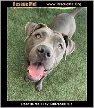 - Arizona Pit Bull Rescue - ADOPTIONS - Rescue Me!