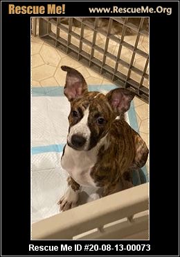 - New Jersey Dog Rescue - ADOPTIONS - Rescue Me!