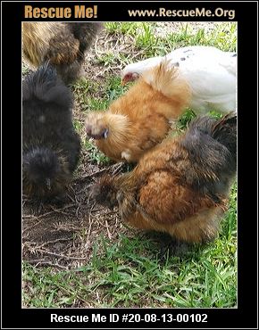 - Florida Farm Animal Rescue - ADOPTIONS - Rescue Me!