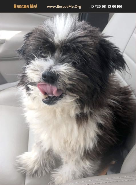 ADOPT 20081300106 ~ Lhasa Apso Rescue ~ Cary, NC