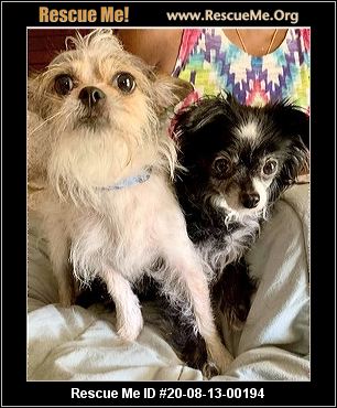 - North Carolina Pomeranian Rescue - ADOPTIONS - Rescue Me!