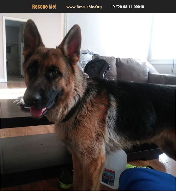 ADOPT 20081400018 ~ German Shepherd Rescue ~ Indianapolis, IN