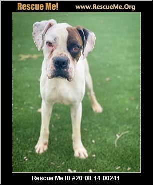 - Texas Boxer Rescue - ADOPTIONS - Rescue Me!