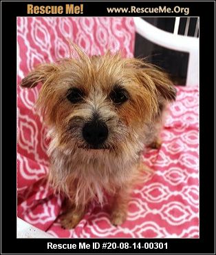 - Arizona Yorkie Rescue - ADOPTIONS - Rescue Me!