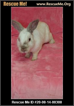 - California Rabbit Rescue - ADOPTIONS - Rescue Me!
