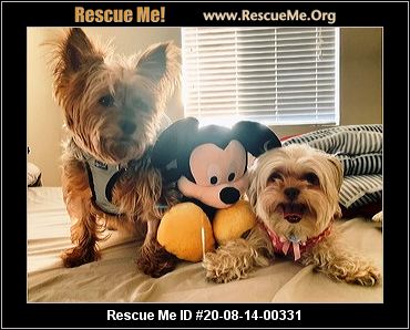 - Arizona Yorkie Rescue - ADOPTIONS - Rescue Me!