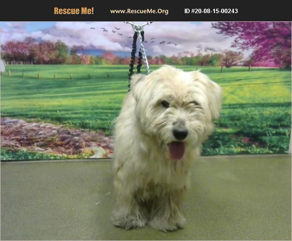 ADOPT 20081500243 ~ Old English Sheepdog Rescue ~ Moreno Valley, CA