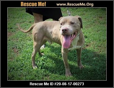 - North Carolina Pit Bull Rescue - ADOPTIONS - Rescue Me!