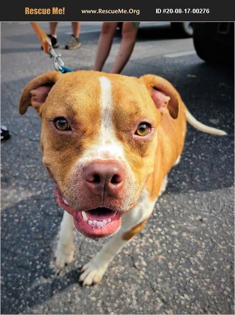 ADOPT 20081700276 ~ Pit Bull Rescue ~ Youngsville, NC