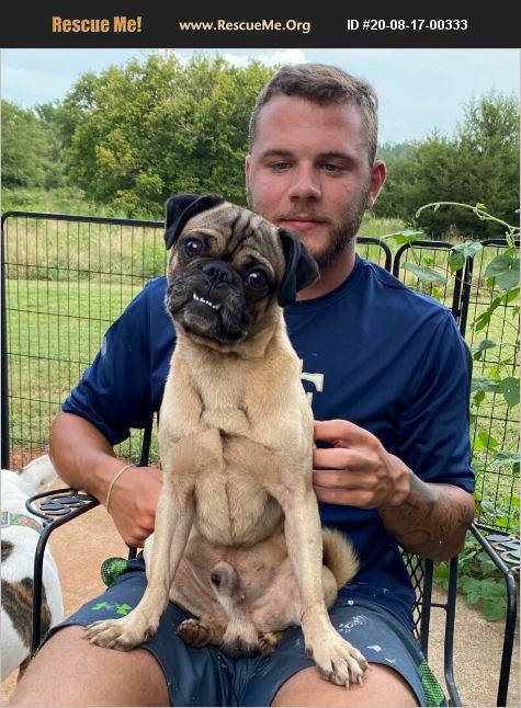 ADOPT 20081700333 ~ Pug Rescue ~ Newtown, CT