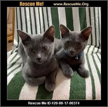 - Florida Cat Rescue - ADOPTIONS - Rescue Me!