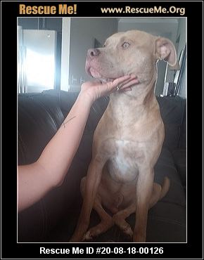 - North Carolina Pit Bull Rescue - ADOPTIONS - Rescue Me!