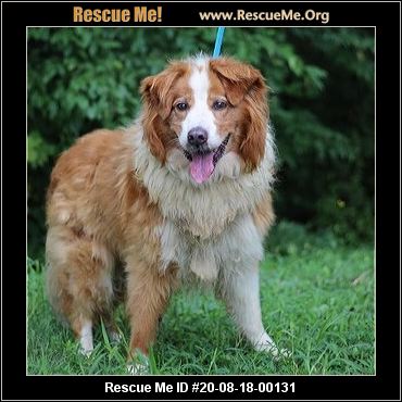 - Virginia Dog Rescue - ADOPTIONS - Rescue Me!