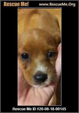 - Delaware Dog Rescue - ADOPTIONS - Rescue Me!