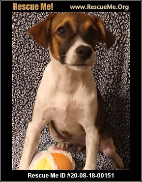 - Delaware Dog Rescue - ADOPTIONS - Rescue Me!