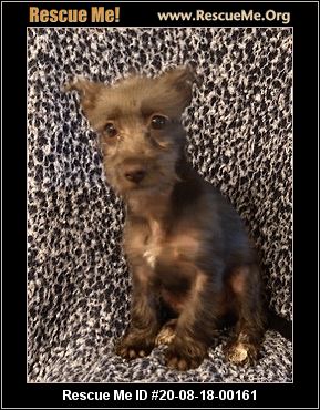 - Delaware Dog Rescue - ADOPTIONS - Rescue Me!