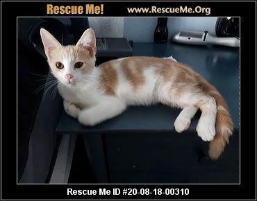 - Florida Cat Rescue - ADOPTIONS - Rescue Me!