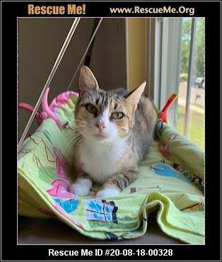 - New Jersey Cat Rescue - ADOPTIONS - Rescue Me!