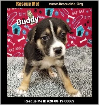 - Delaware Dog Rescue - ADOPTIONS - Rescue Me!