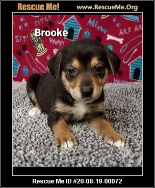 - Delaware Dog Rescue - ADOPTIONS - Rescue Me!