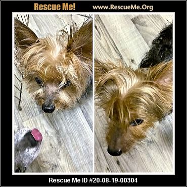 - Florida Yorkie Rescue - ADOPTIONS - Rescue Me!