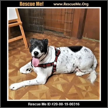 - Florida Border Collie Rescue - ADOPTIONS - Rescue Me!