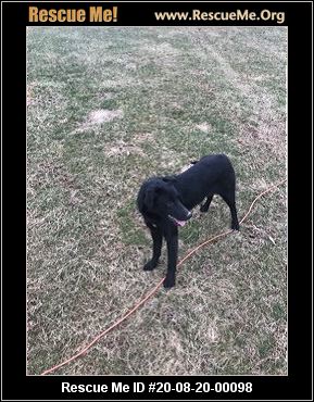 - Ohio Border Collie Rescue - ADOPTIONS - Rescue Me!