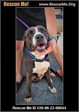 - North Carolina Pit Bull Rescue - ADOPTIONS - Rescue Me!