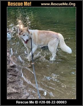 - Ohio Siberian Husky Rescue - ADOPTIONS - Rescue Me!