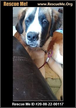 - Texas Saint Bernard Rescue - ADOPTIONS - Rescue Me!