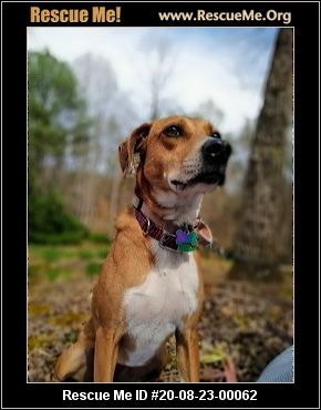 - Virginia Dog Rescue - ADOPTIONS - Rescue Me!
