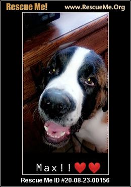 - Texas Saint Bernard Rescue - ADOPTIONS - Rescue Me!
