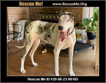- Texas Great Dane Rescue - ADOPTIONS - Rescue Me!