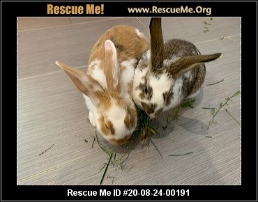 - Virginia Rabbit Rescue - ADOPTIONS - Rescue Me!