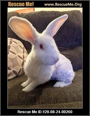 - Florida Rabbit Rescue - ADOPTIONS - Rescue Me!