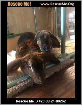 - Florida Rabbit Rescue - ADOPTIONS - Rescue Me!