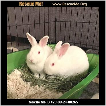 - Florida Rabbit Rescue - ADOPTIONS - Rescue Me!