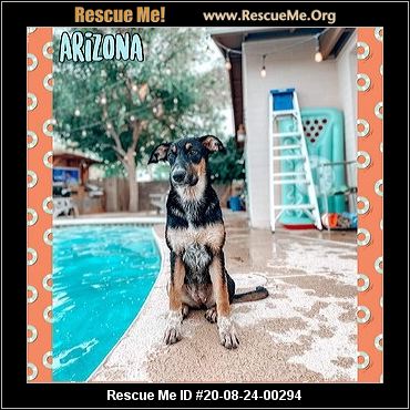 - Arizona Australian Cattle Dog Rescue - ADOPTIONS - Rescue Me!