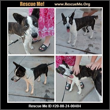 - Arizona Australian Cattle Dog Rescue - ADOPTIONS - Rescue Me!