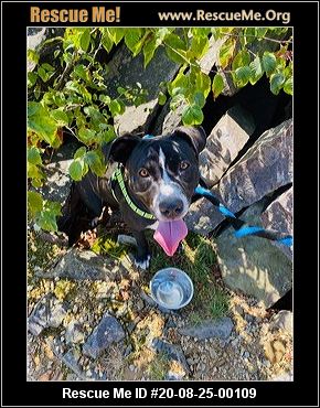 - Virginia Dog Rescue - ADOPTIONS - Rescue Me!