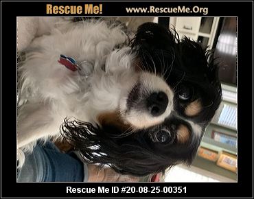 - Texas Mutt Rescue - ADOPTIONS - Rescue Me!