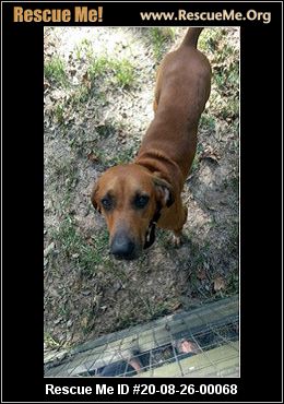 - Texas Bloodhound Rescue - ADOPTIONS - Rescue Me!