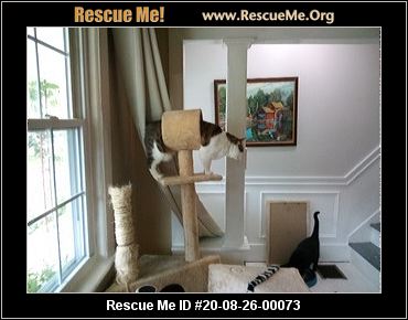 - New Jersey Cat Rescue - ADOPTIONS - Rescue Me!