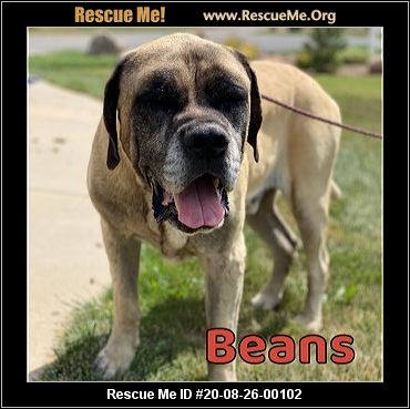 - Colorado Mastiff Rescue - ADOPTIONS - Rescue Me!