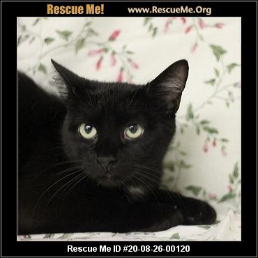 - Virginia Cat Rescue - ADOPTIONS - Rescue Me!
