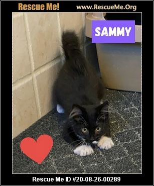 - Michigan Cat Rescue - ADOPTIONS - Rescue Me!