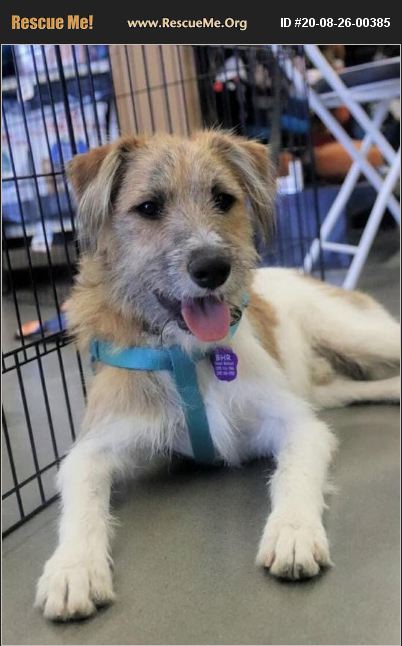 ADOPT 20082600385 ~ Parson Russell Terrier Rescue ~ Twin Falls, ID