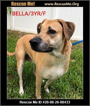 - Florida Black Mouth Cur Rescue - ADOPTIONS - Rescue Me!