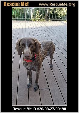 - Washington German Shorthaired Pointer Rescue - ADOPTIONS - Rescue Me!