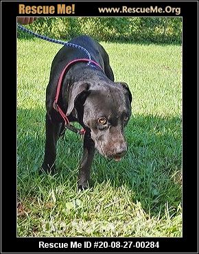 - North Carolina Lab Rescue - ADOPTIONS - Rescue Me!
